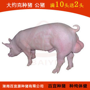 约克猪图片 纯种约克种猪图片 约克猪 第8页 大山谷图库