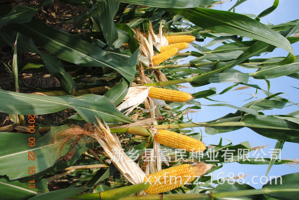 敦煌玉米品种大全武汉敦煌玉米飞天339敦玉735玉米品种大山谷图库
