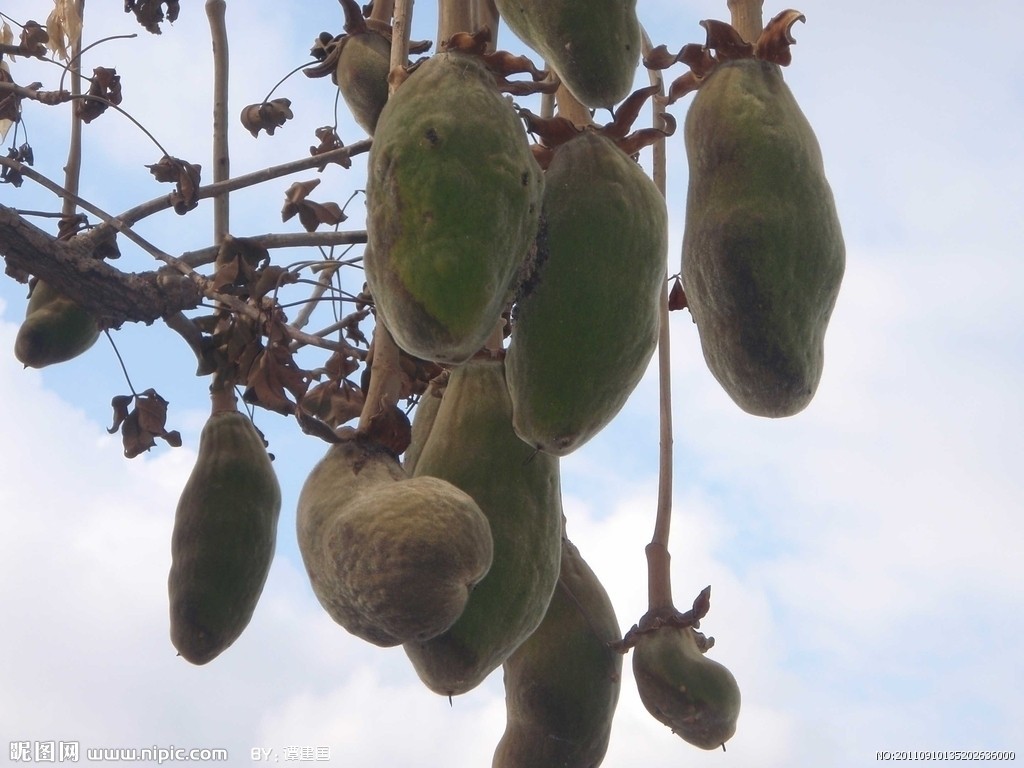 10:1猴面包树提取物西安昌岳植物化工有限公司-盖德化工网